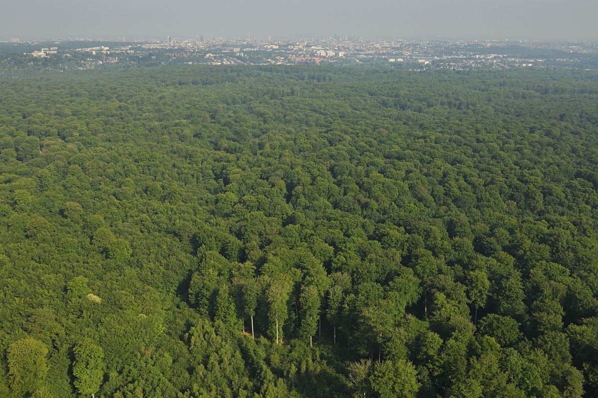 Patrimoine mondial de l’UNESCO – La Forêt de Soignes