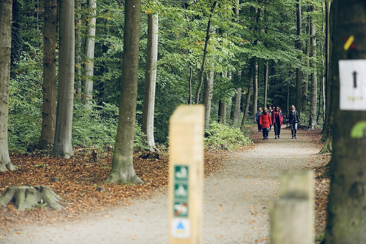 En promenade – La Forêt de Soignes