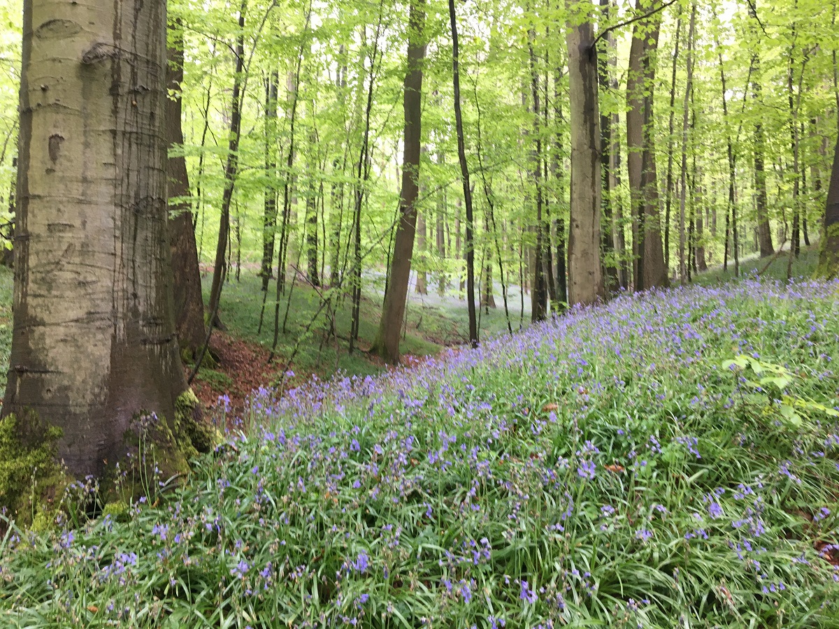 Patrimoine mondial de l’UNESCO – La Forêt de Soignes