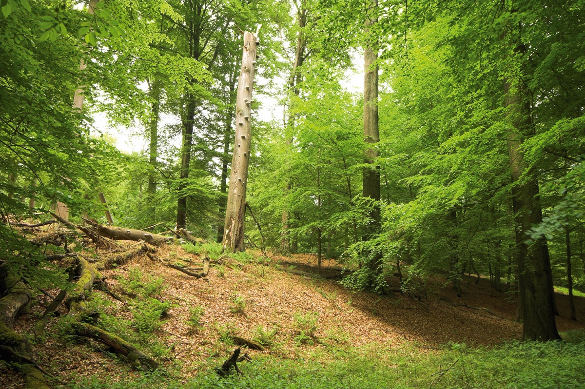 Patrimoine mondial de l’UNESCO – La Forêt de Soignes