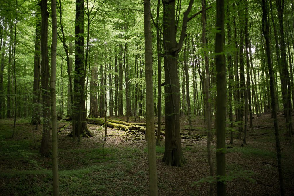 Extension du patrimoine mondial de l’UNESCO “ Forêts primaires et ...