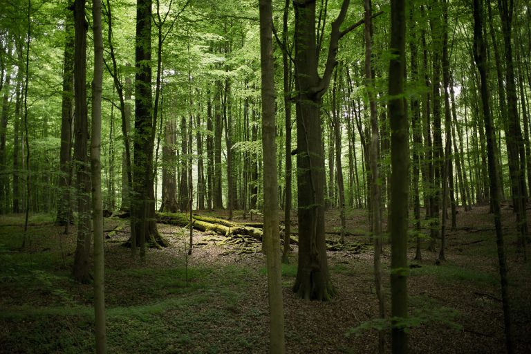 La Forêt de Soignes