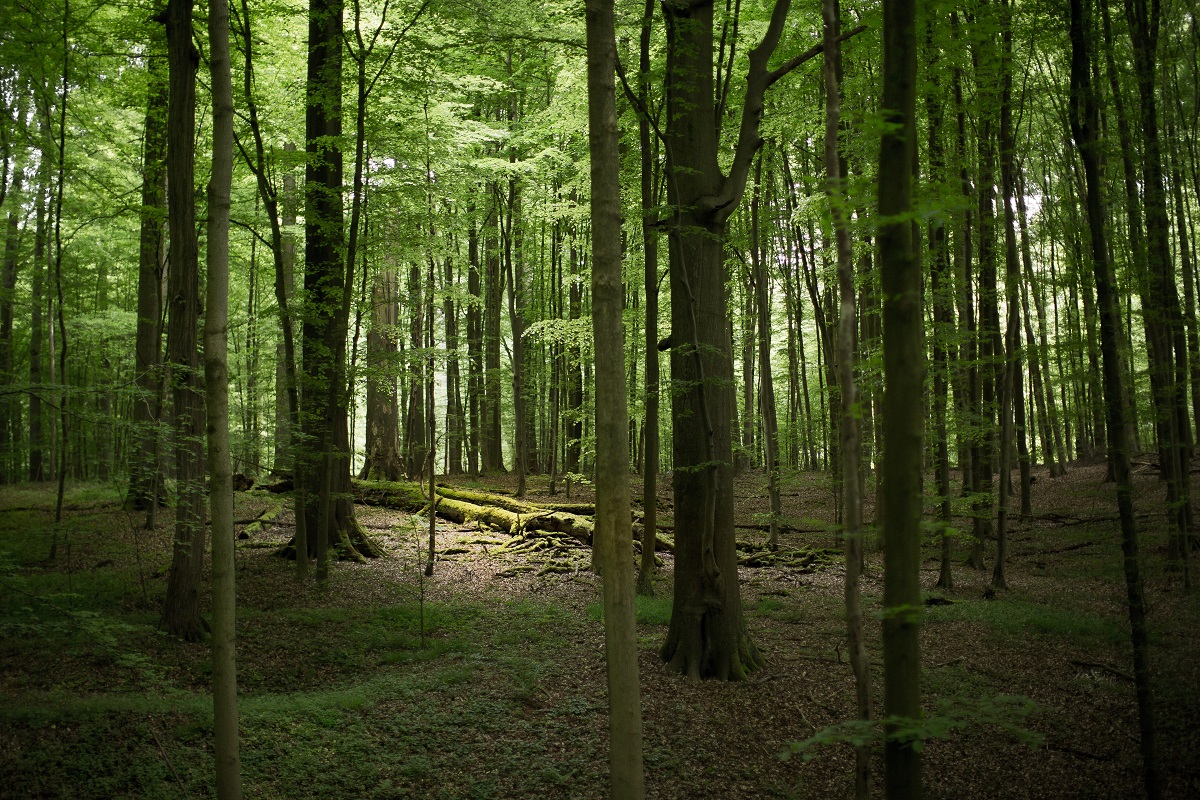 Patrimoine mondial de l’UNESCO – La Forêt de Soignes