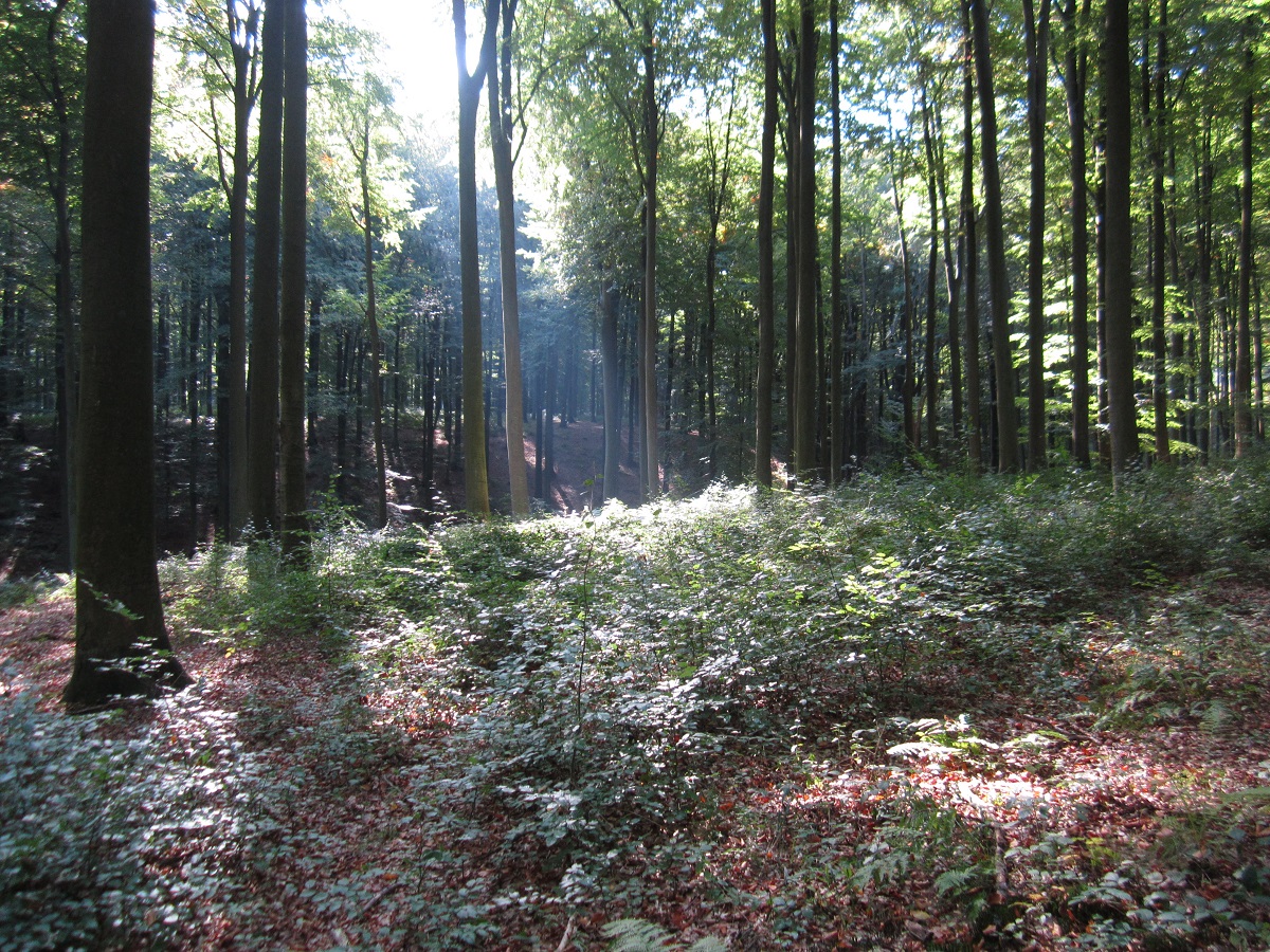 Patrimoine mondial de l’UNESCO – La Forêt de Soignes
