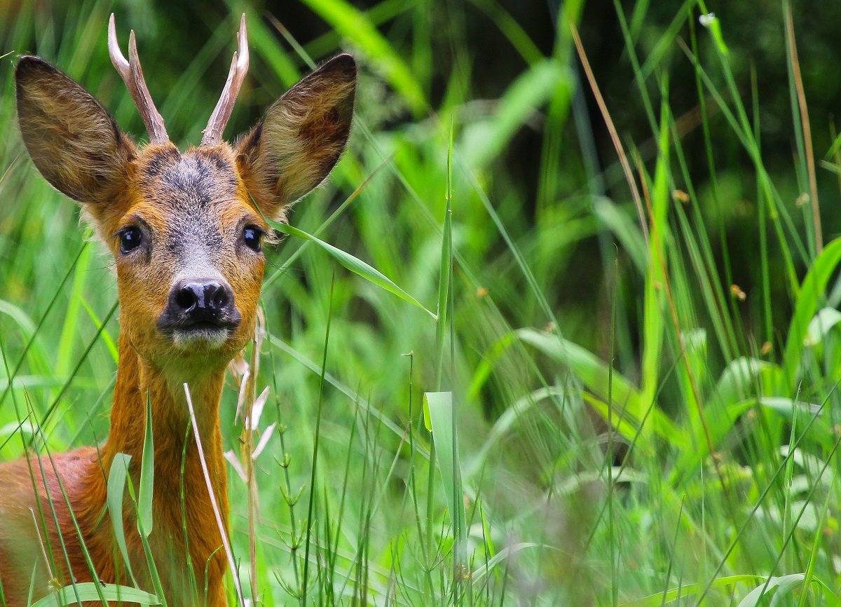 Faune & Flore – La Forêt de Soignes