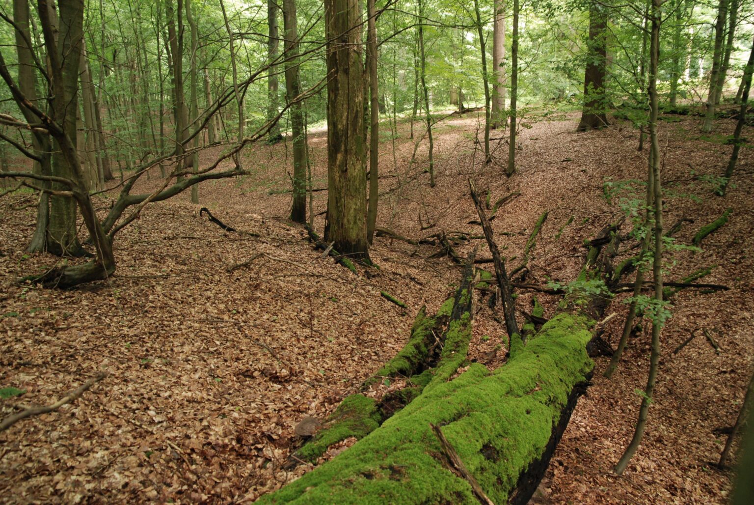 La Forêt de Soignes