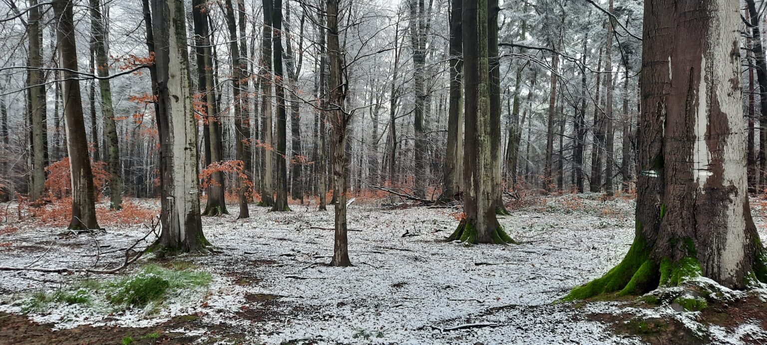 Reportage photos sur la gestion durable de la forêt : opération de ...