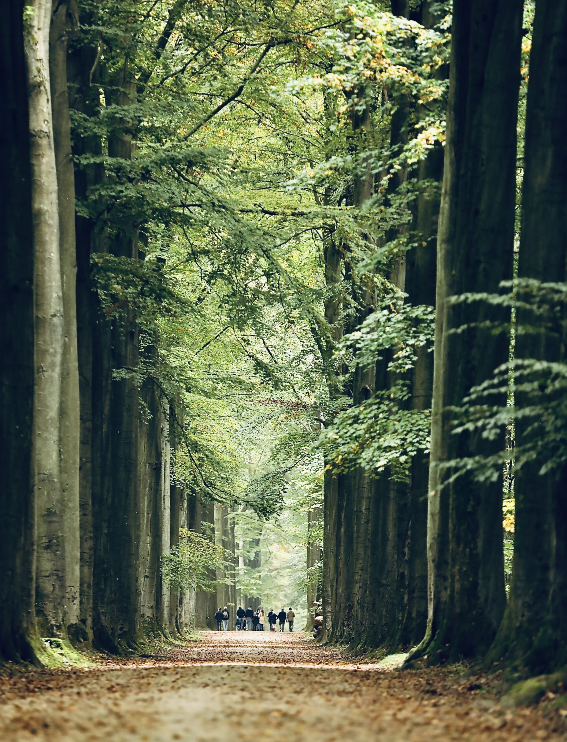La forêt de Soignes : un grand livre d’histoires archéologiques. – La ...
